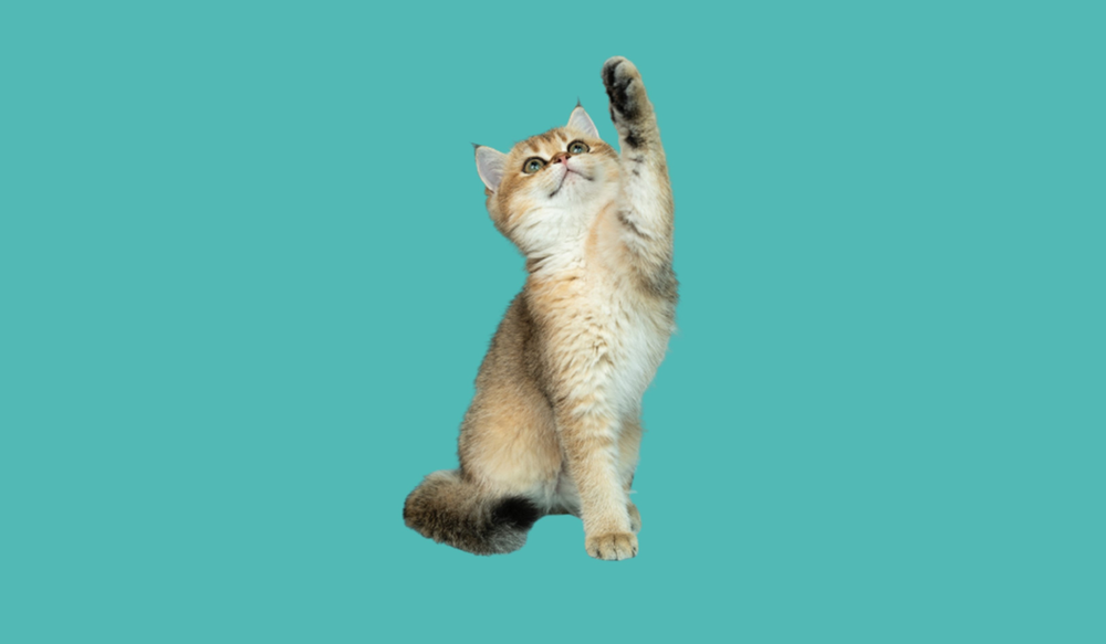 The Complete Pet Company - Exceptional Natural Pet Treats & Omega Oils